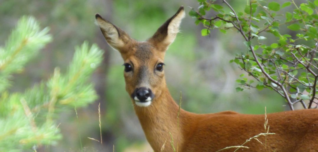 An animal rights interactive poem