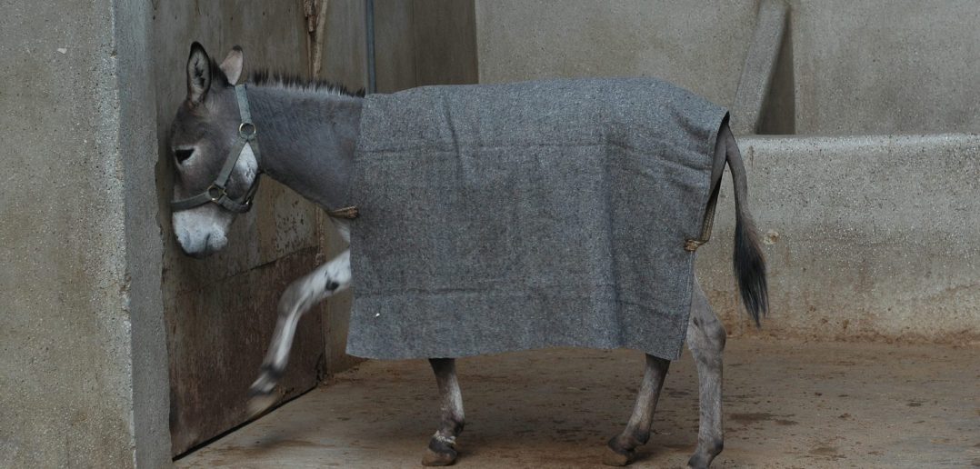 Charity calls for halt to skin trade that causes mass suffering to donkeys