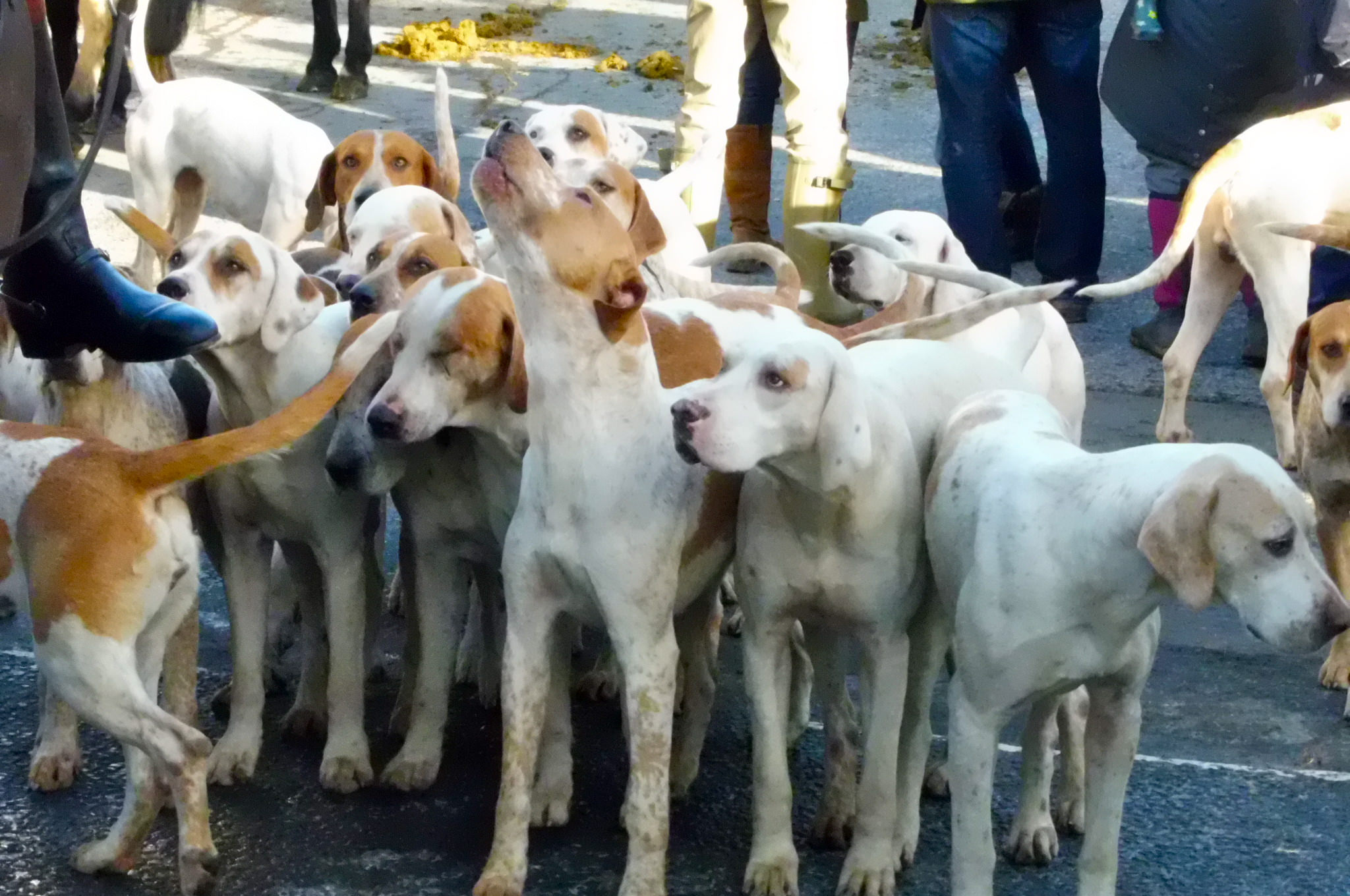 Are hunting dogs behind the UK’s epidemic of bovine tuberculosis?