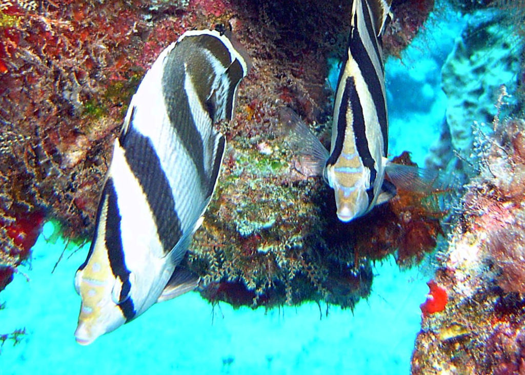 5 colorful fish you will see while snorkeling the Mexican Caribbean