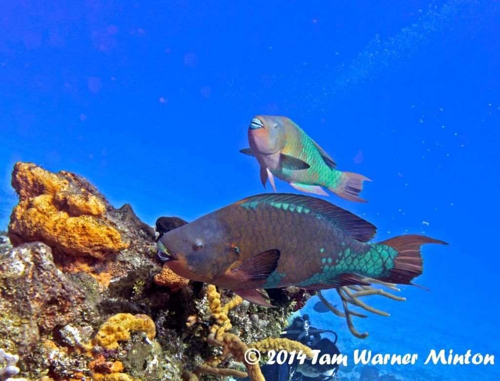 5 colorful fish you will see while snorkeling the Mexican Caribbean