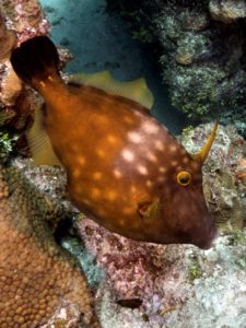 5 colorful fish you will see while snorkeling the Mexican Caribbean