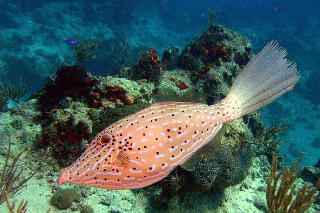 5 colorful fish you will see while snorkeling the Mexican Caribbean