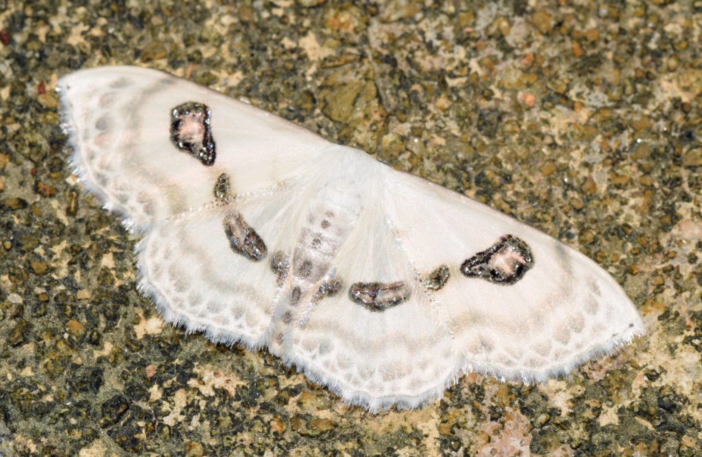 Geometer Moths in Spotlight for National Moth Week 2018 (July 21-29)