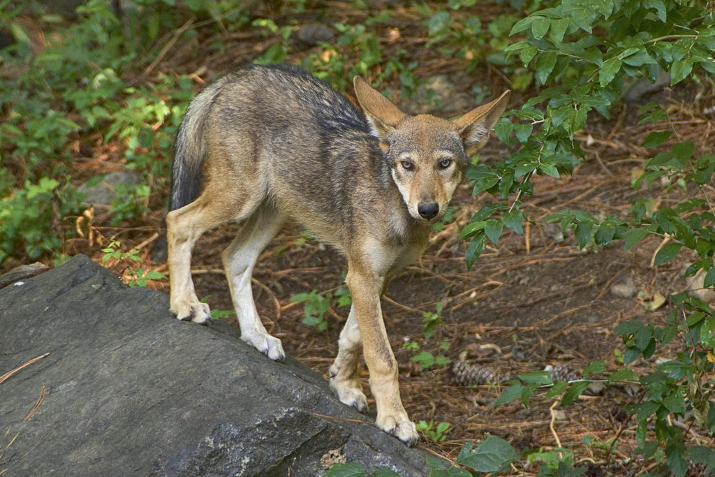Court Victory: Wild Red Wolves Get a Chance at Survival