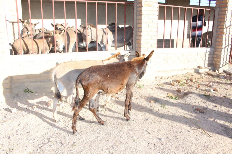 Helping to End Donkey Abuse in Tanzania