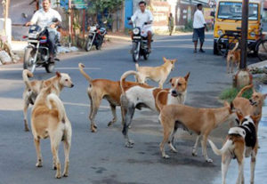 Helping India’s Street Dogs