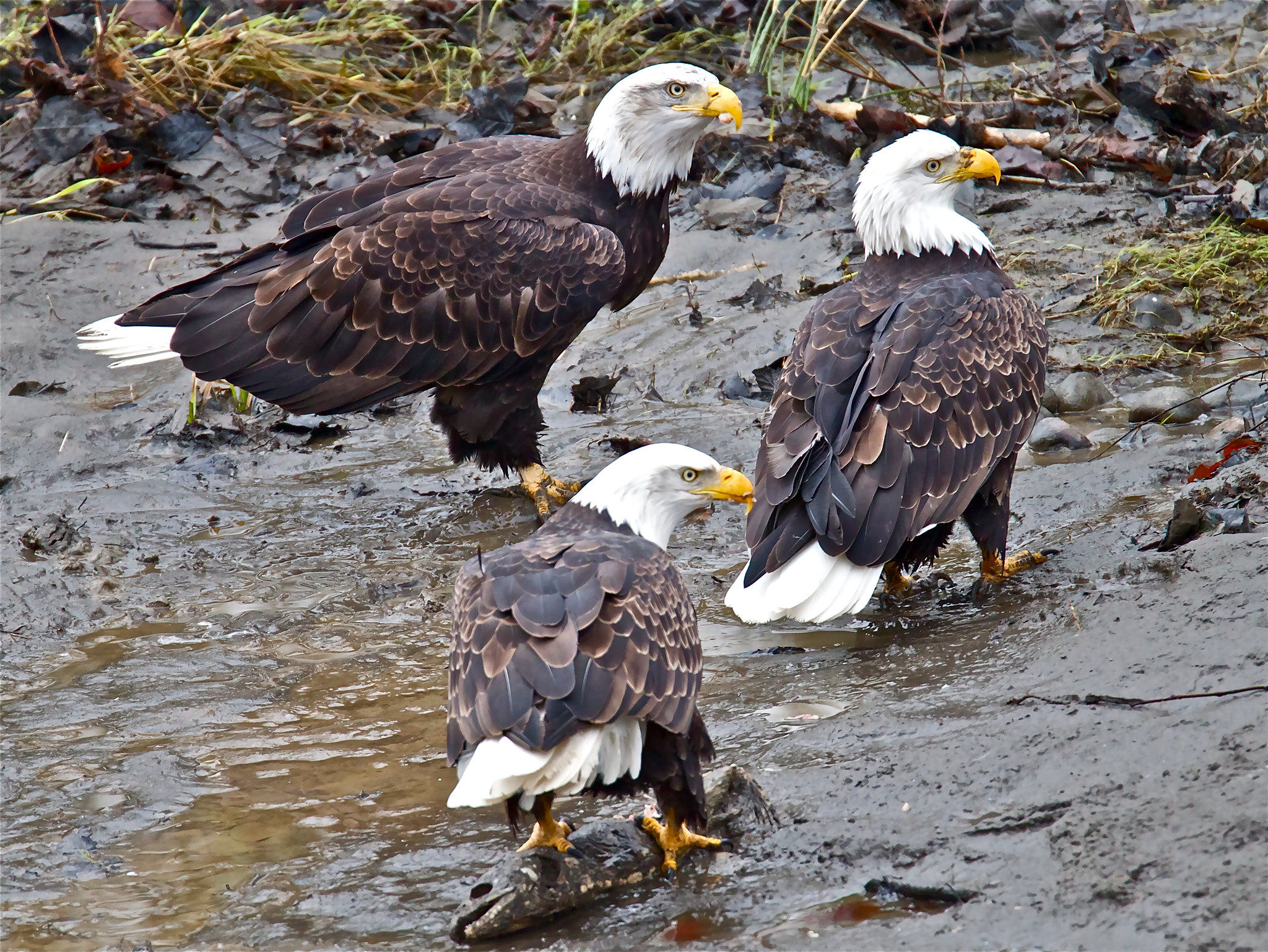 Six Animals Saved by the Endangered Species Act