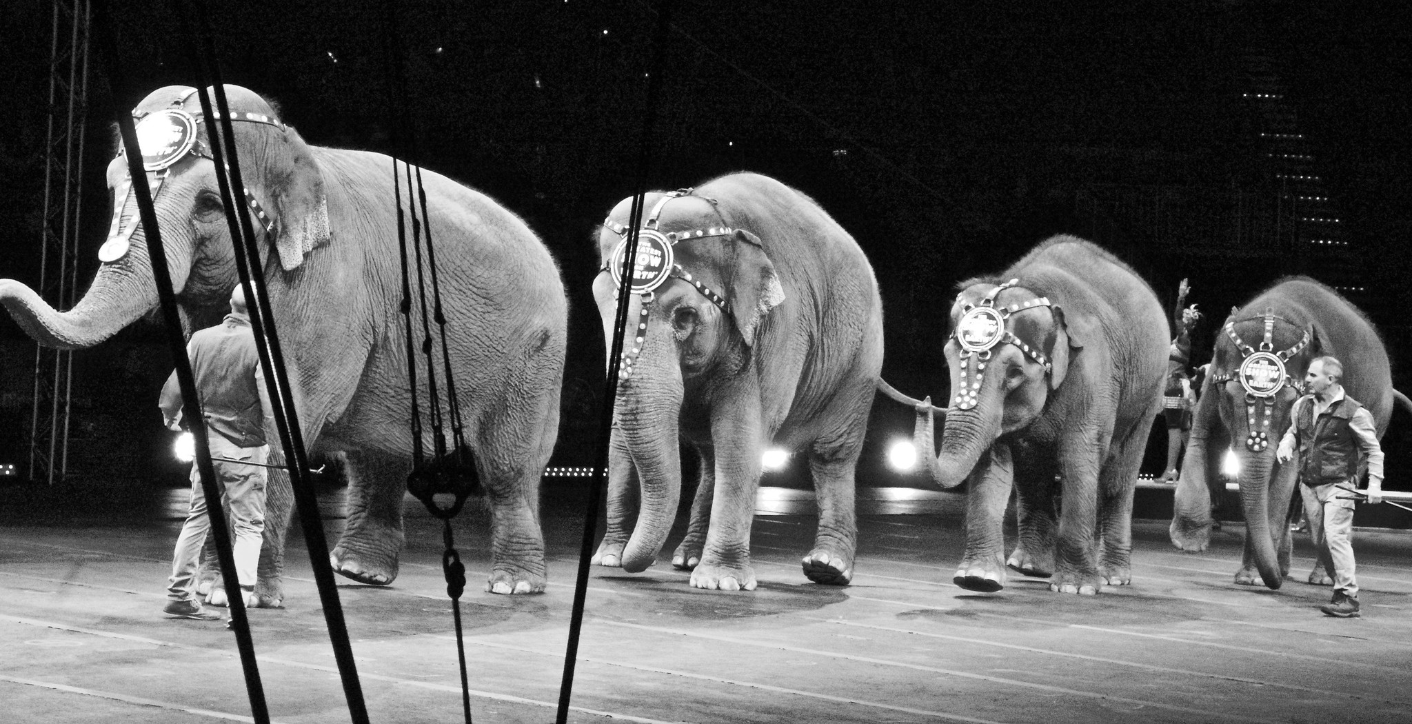 Video Shows Traumatized Elephants at Johannesburg Zoo