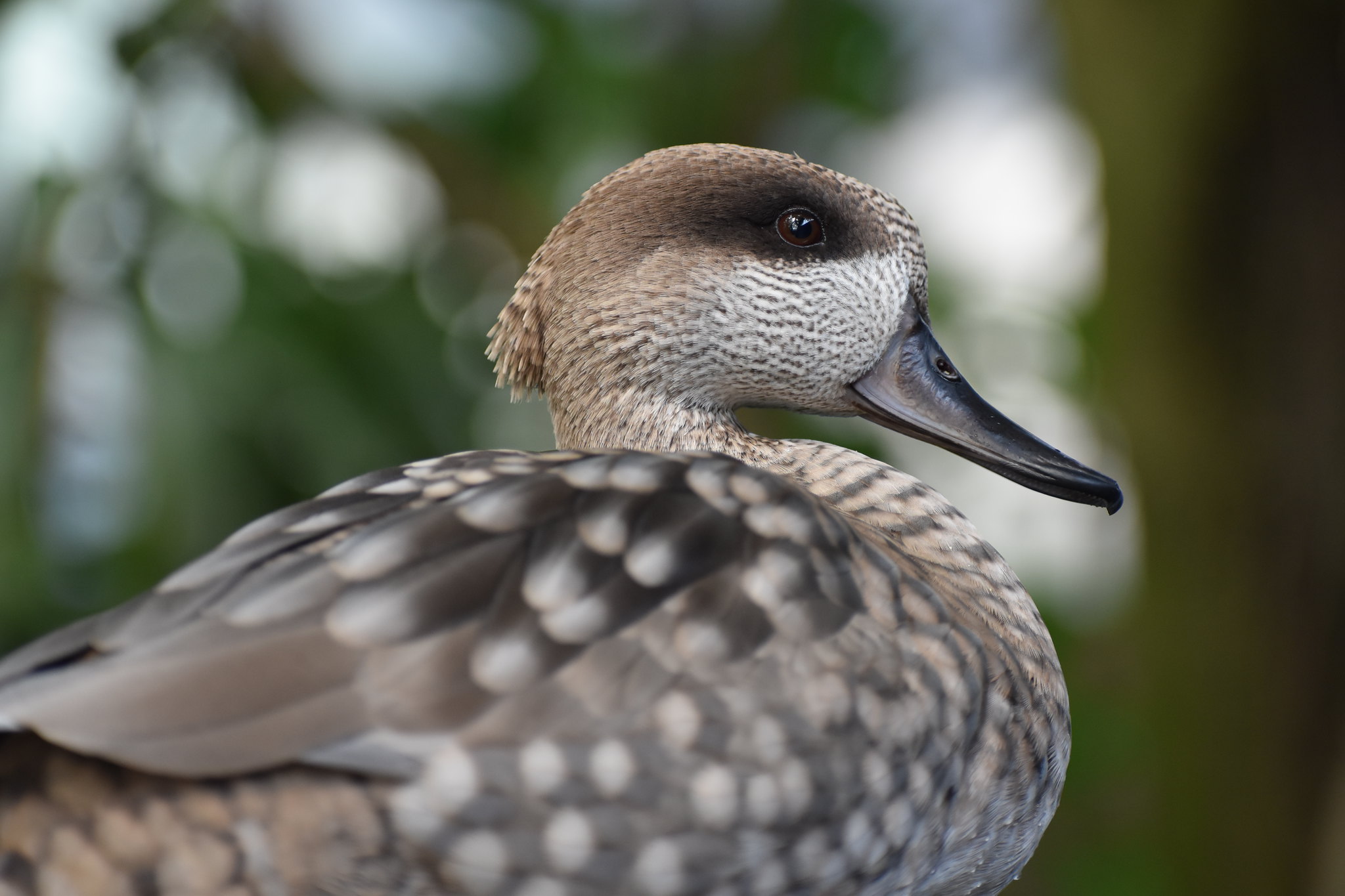 Scale of Illegal Bird Killing in the Middle East Revealed for First Time