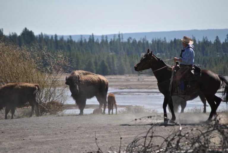 Buffalo Slaughter is Colonialism in Action