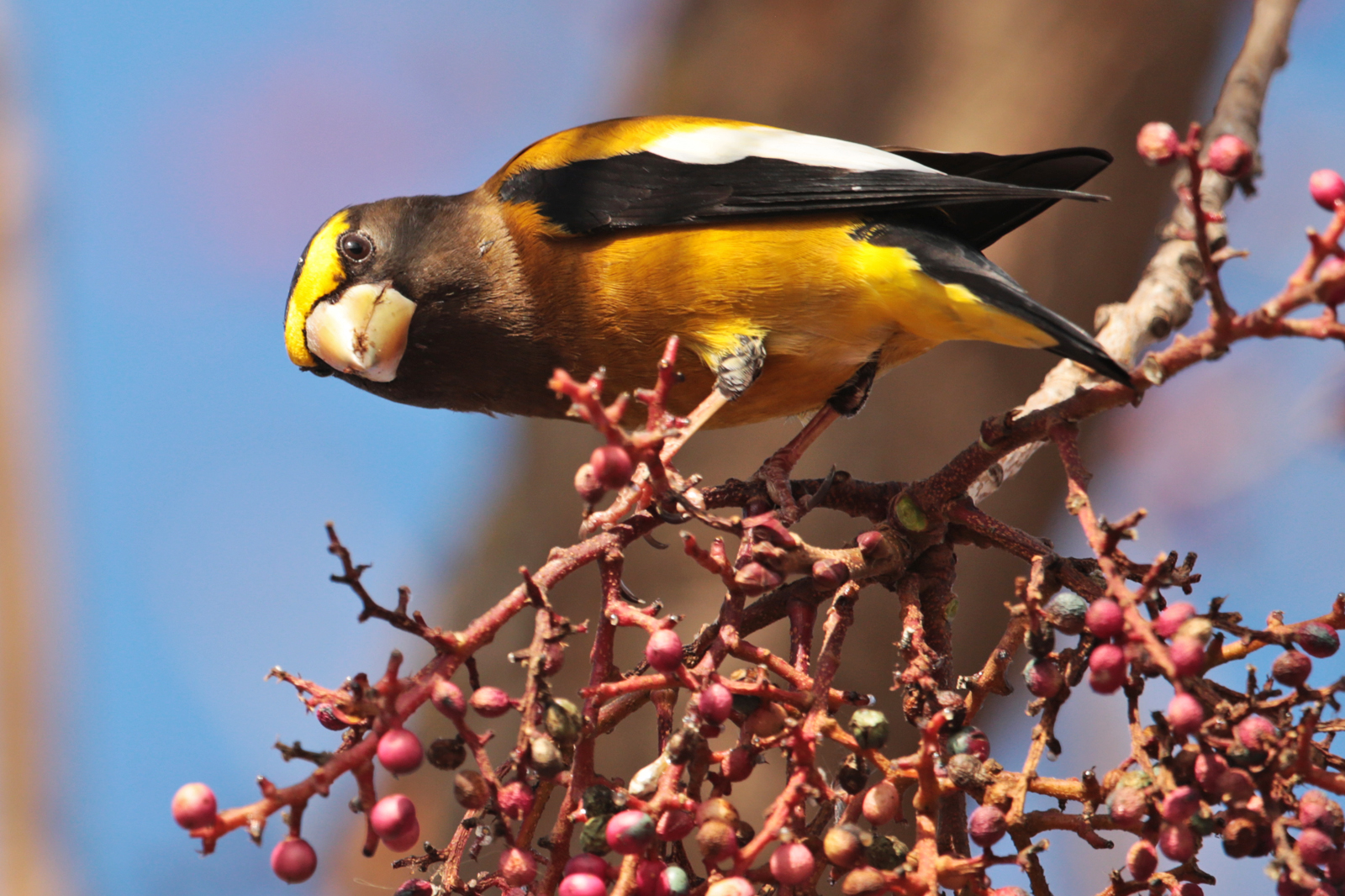 America’s 3 Billion Missing Birds: Where Did They Go?