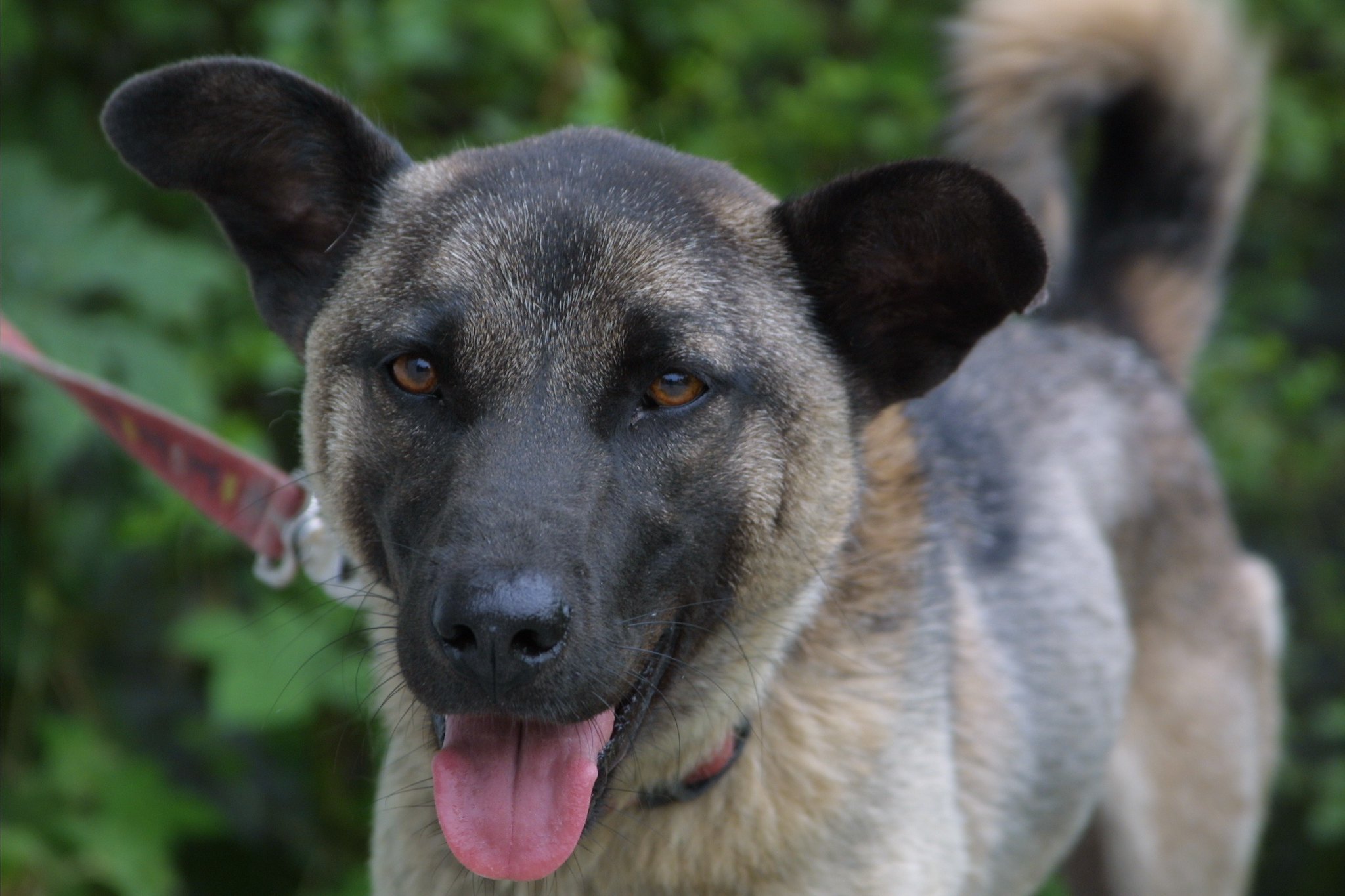 Prioritizing Pet Safety During Extreme Heat