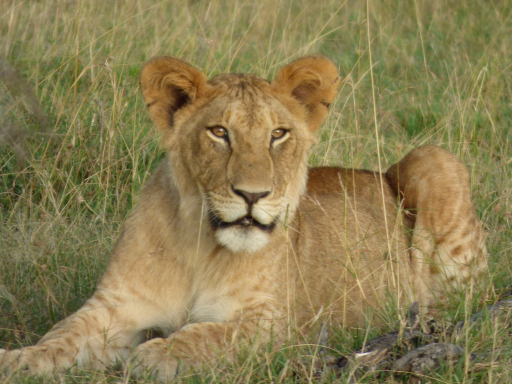 South Africa Reclassifies 33 Wild Species as “Farm Animals”