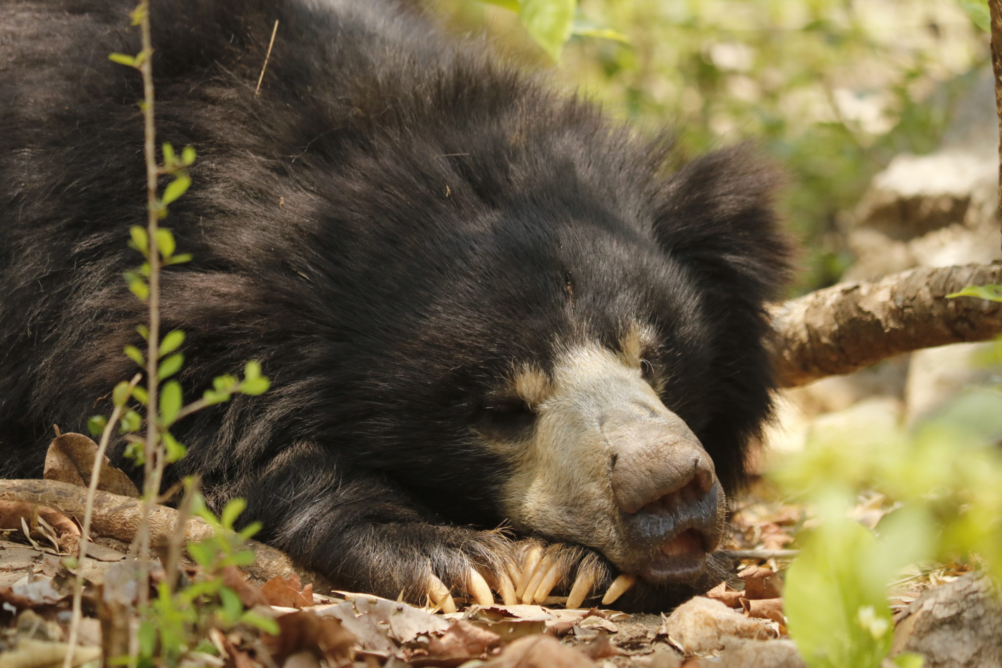Looking Back on India’s Dancing Bears