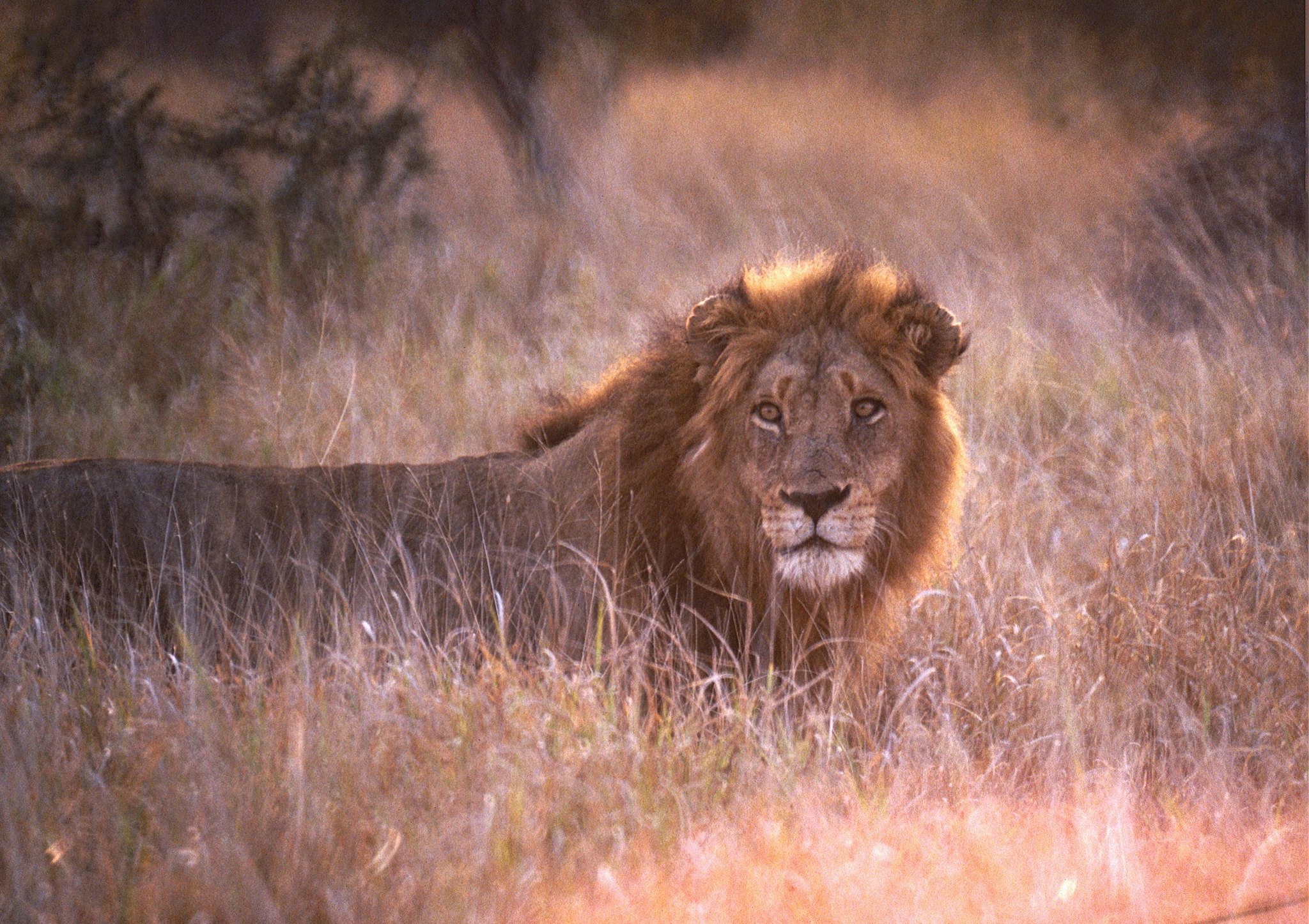 South Africa’s Legal Lion Bone Trade Exploited by Criminals