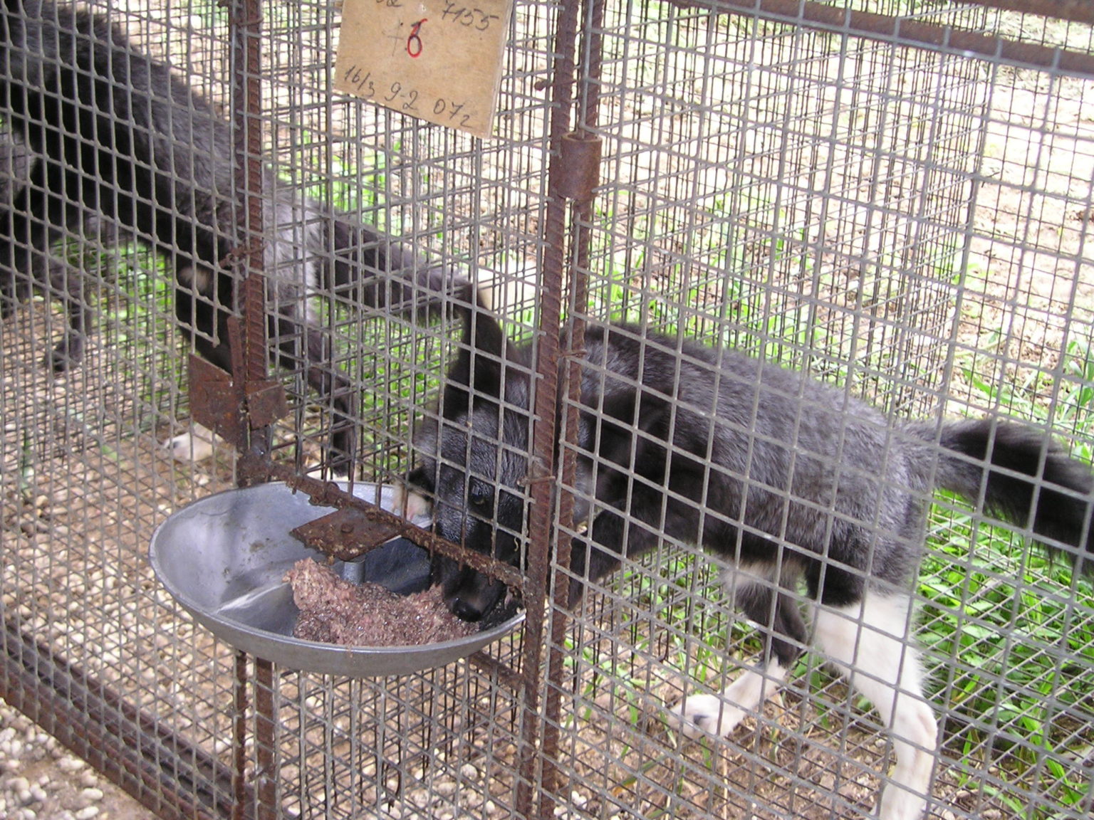 In Search of Explanations and the Truth