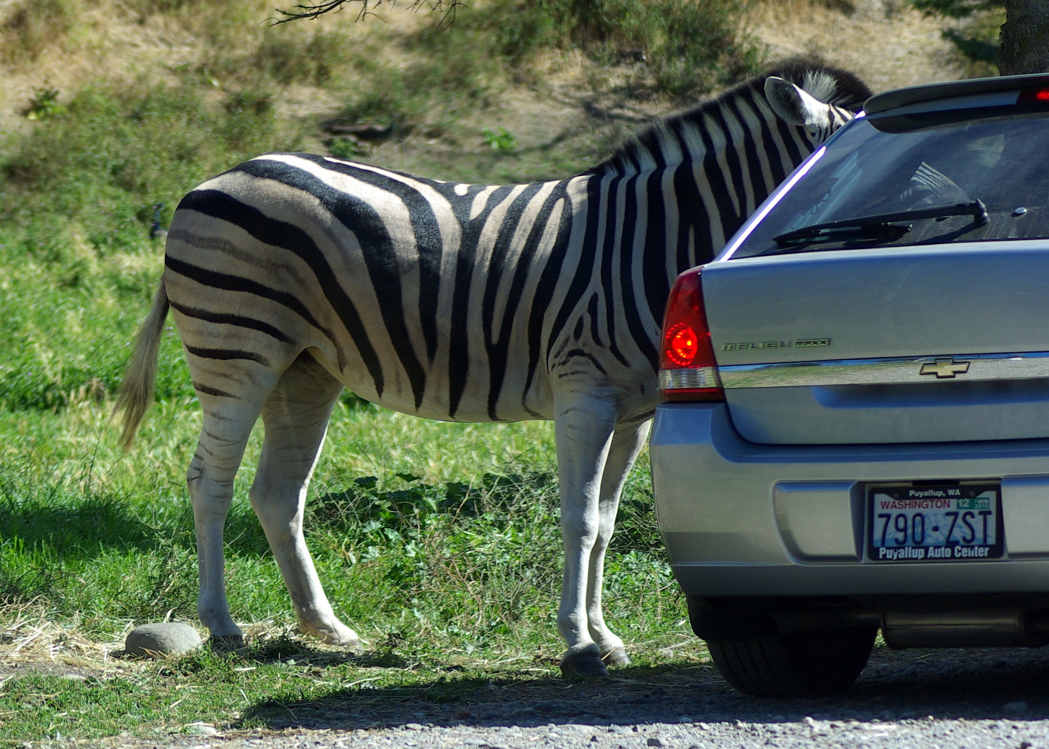 Their Captivity for Our Amusement: Zoos and Safari Parks