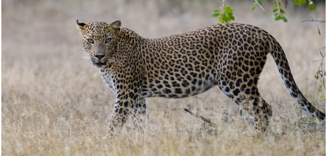 24 Firms in China Exposed for Using Endangered Leopard Bones in ...
