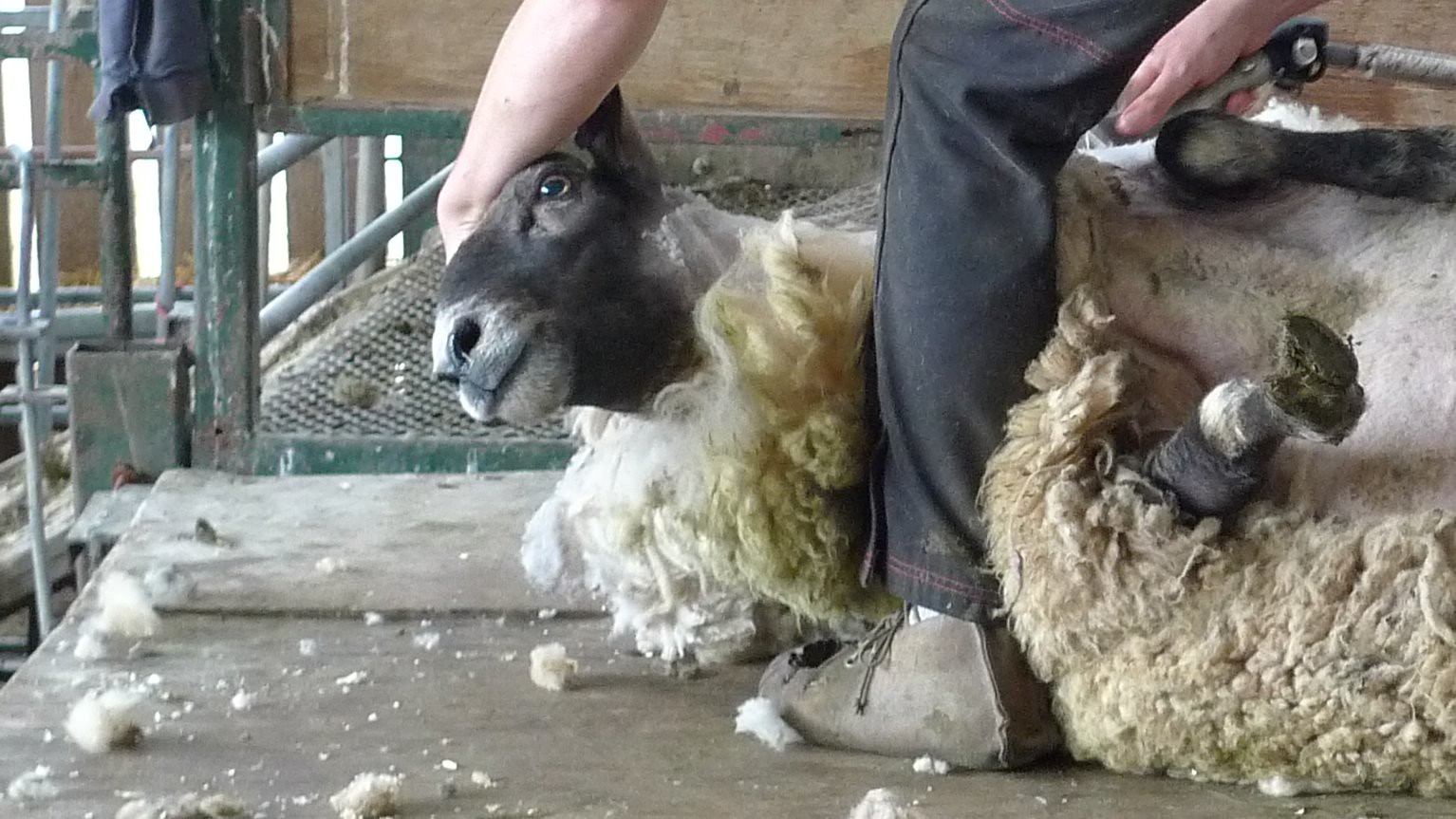 The Wool Industry Means Suffering for Sheep