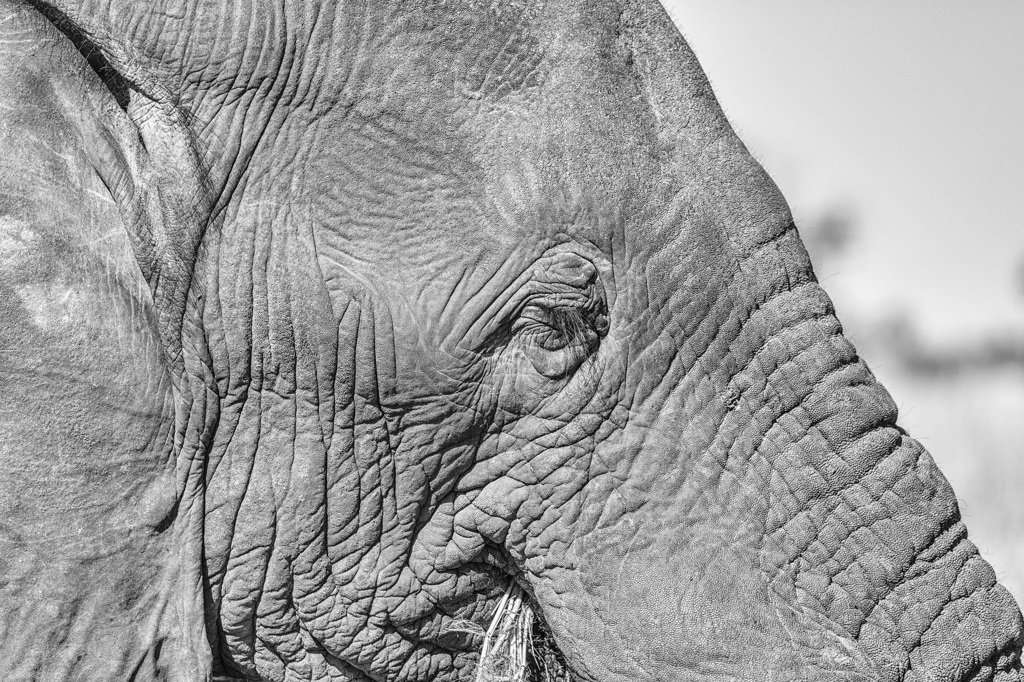 Over 400 Elephants Perish in Botswana Mystery Mass Die-off