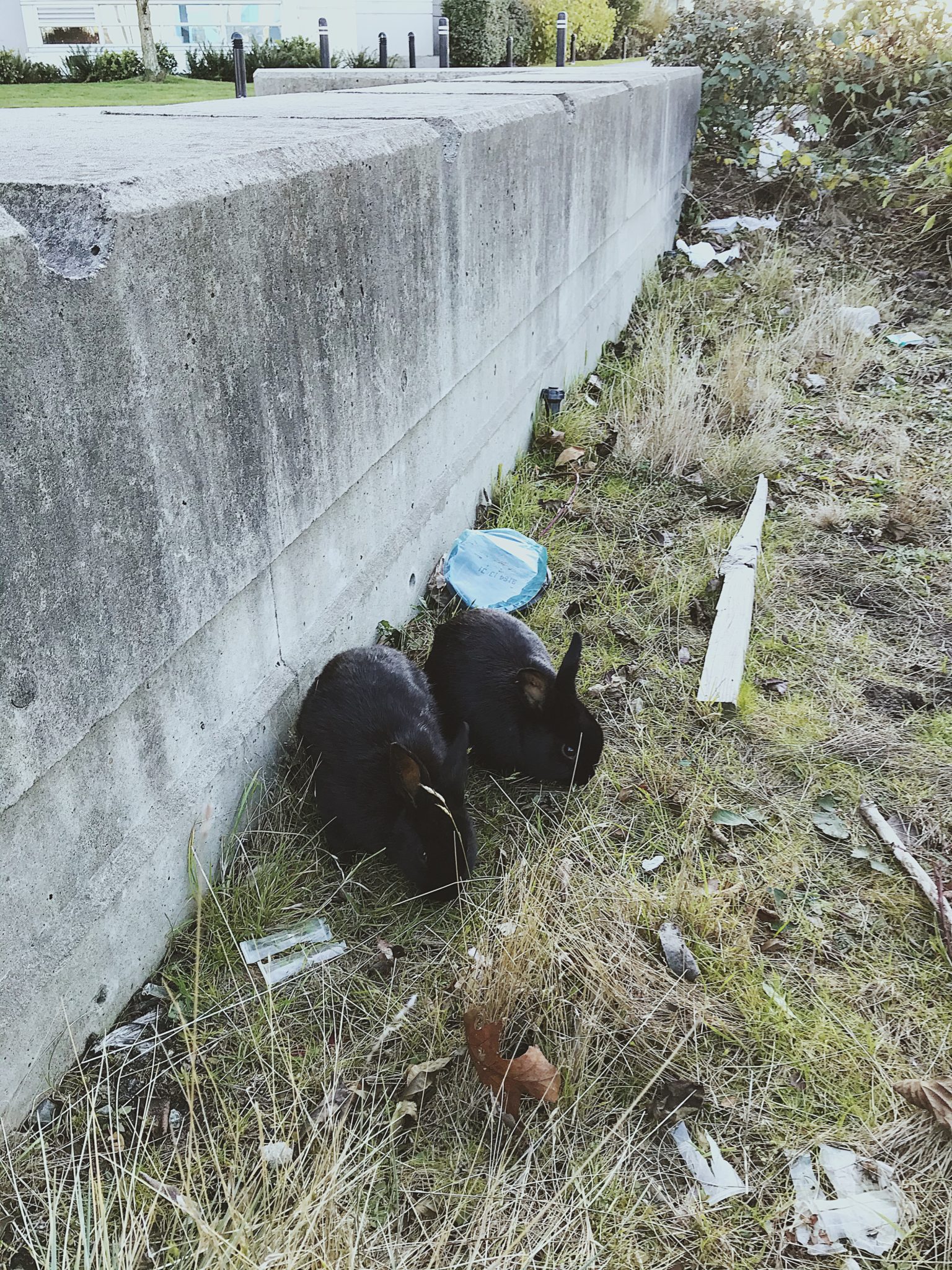 Abandoned Rabbits: Discarded Like Garbage