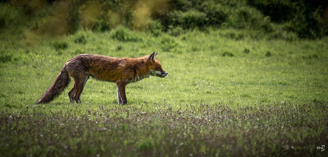 Hunting Exemption Shines Light on Barbaric and Antiquated Pastime