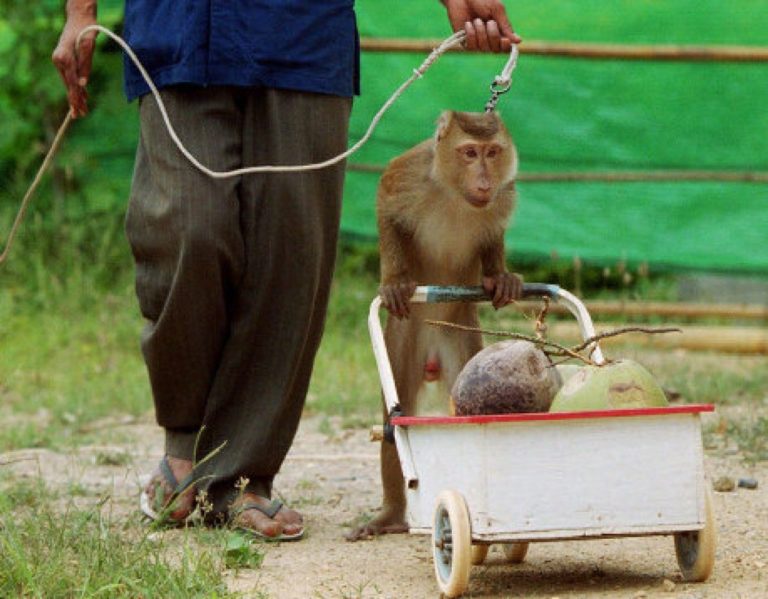 Monkeys in Thailand Exploited as Coconut-Picking Machines