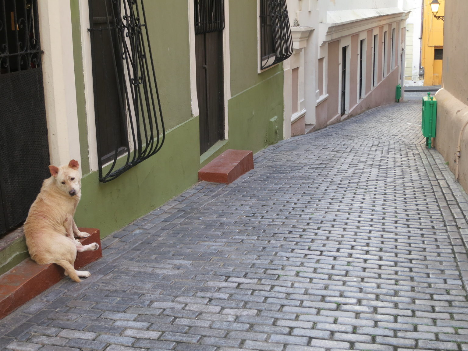 Massive Rescue Planned to Bring 800 Dogs Stateside From Puerto Rico