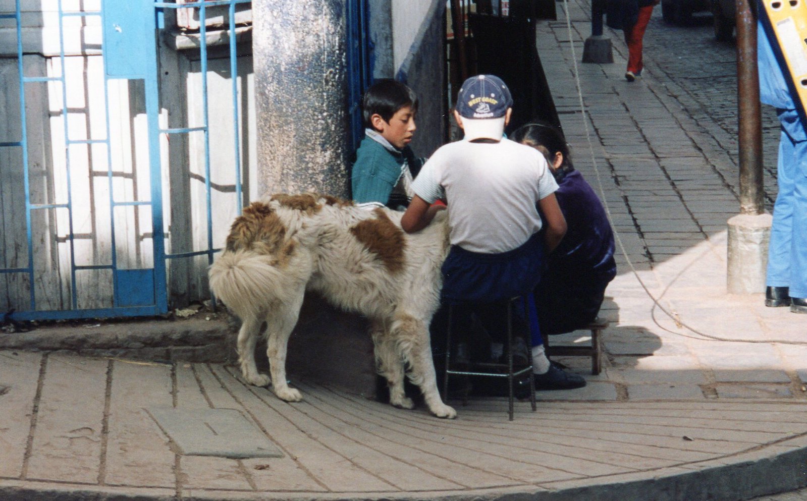 Using Data to End Dog Homelessness: The Global Dog Campaign