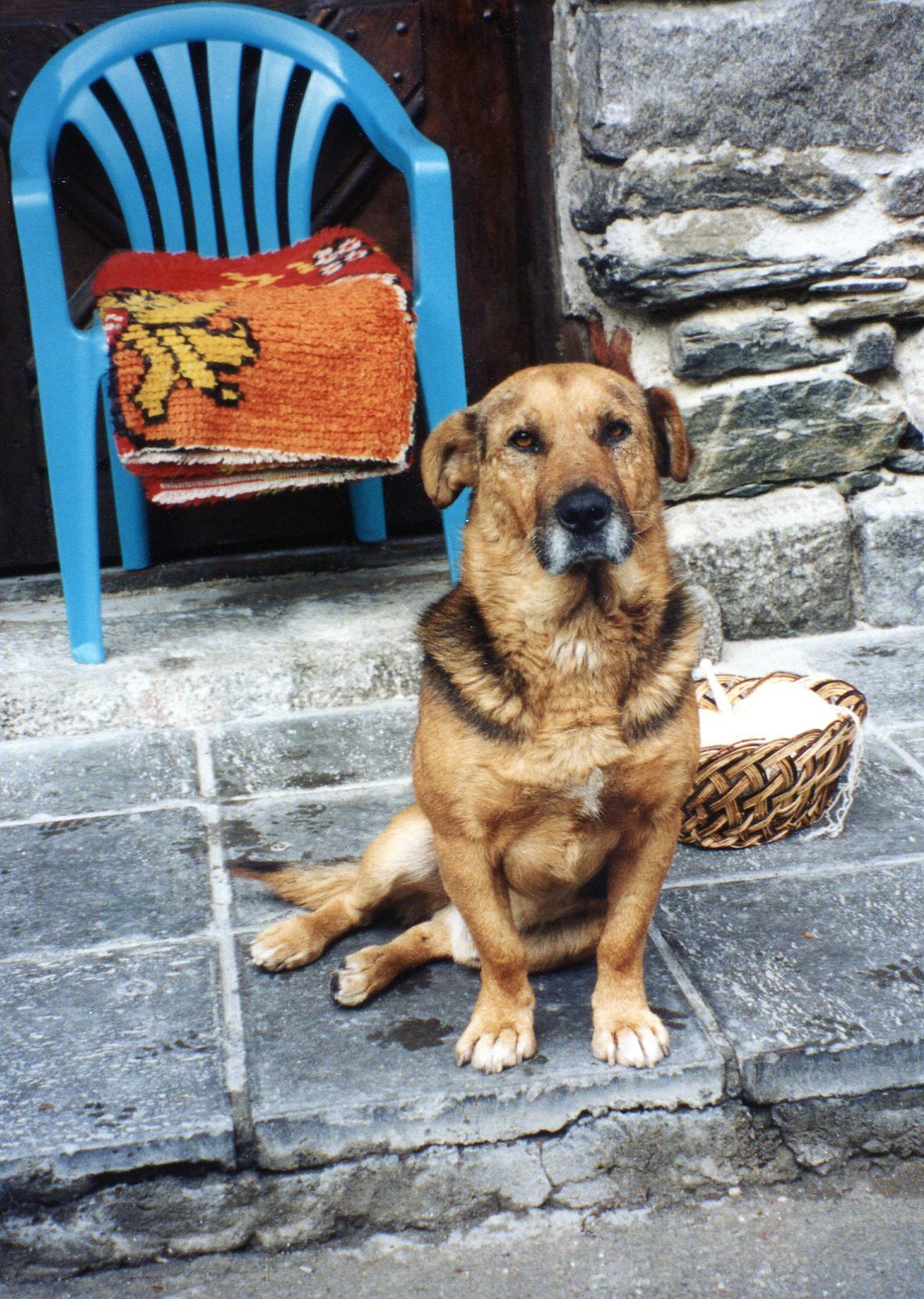 Using Data to End Dog Homelessness: The Global Dog Campaign