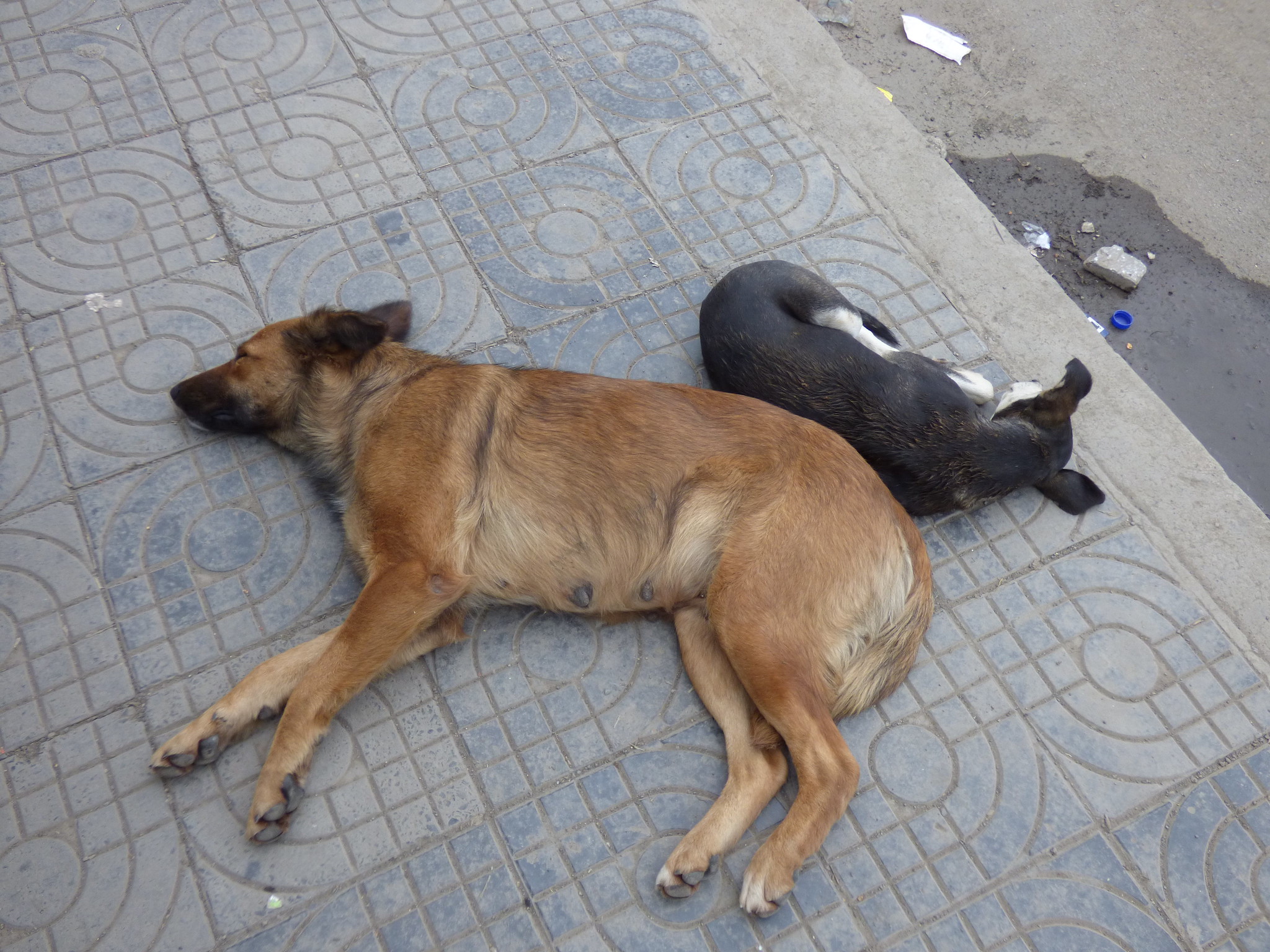 Using Data to End Dog Homelessness: The Global Dog Campaign